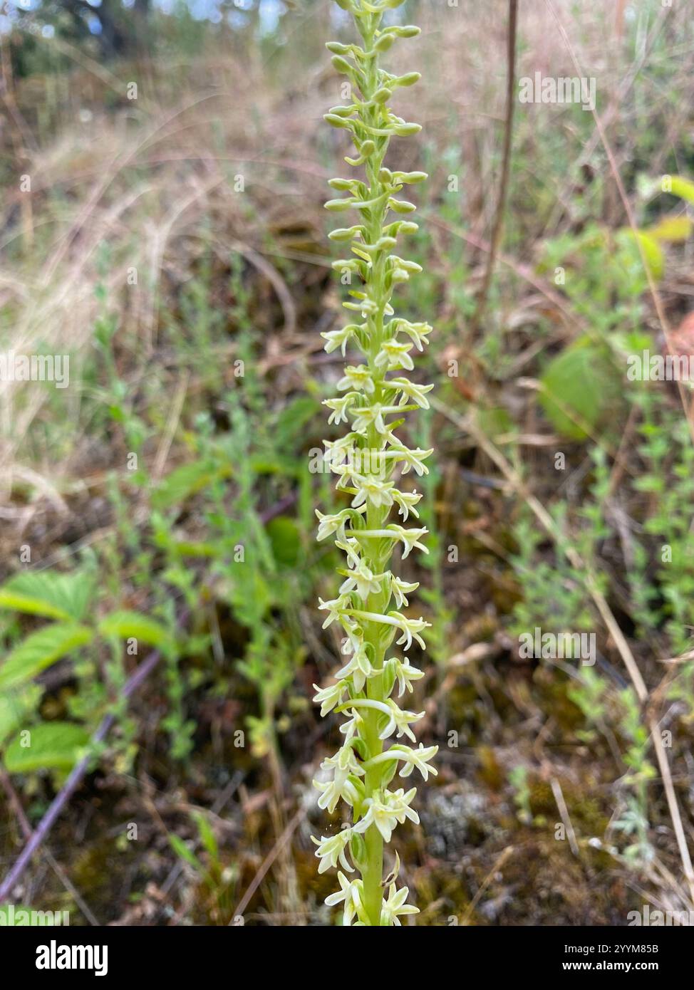 Flat Spurred Piperia (Platanthera transversa Stock Photo - Alamy
