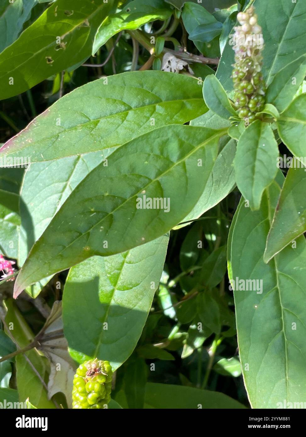 Inkweed (Phytolacca octandra Stock Photo - Alamy