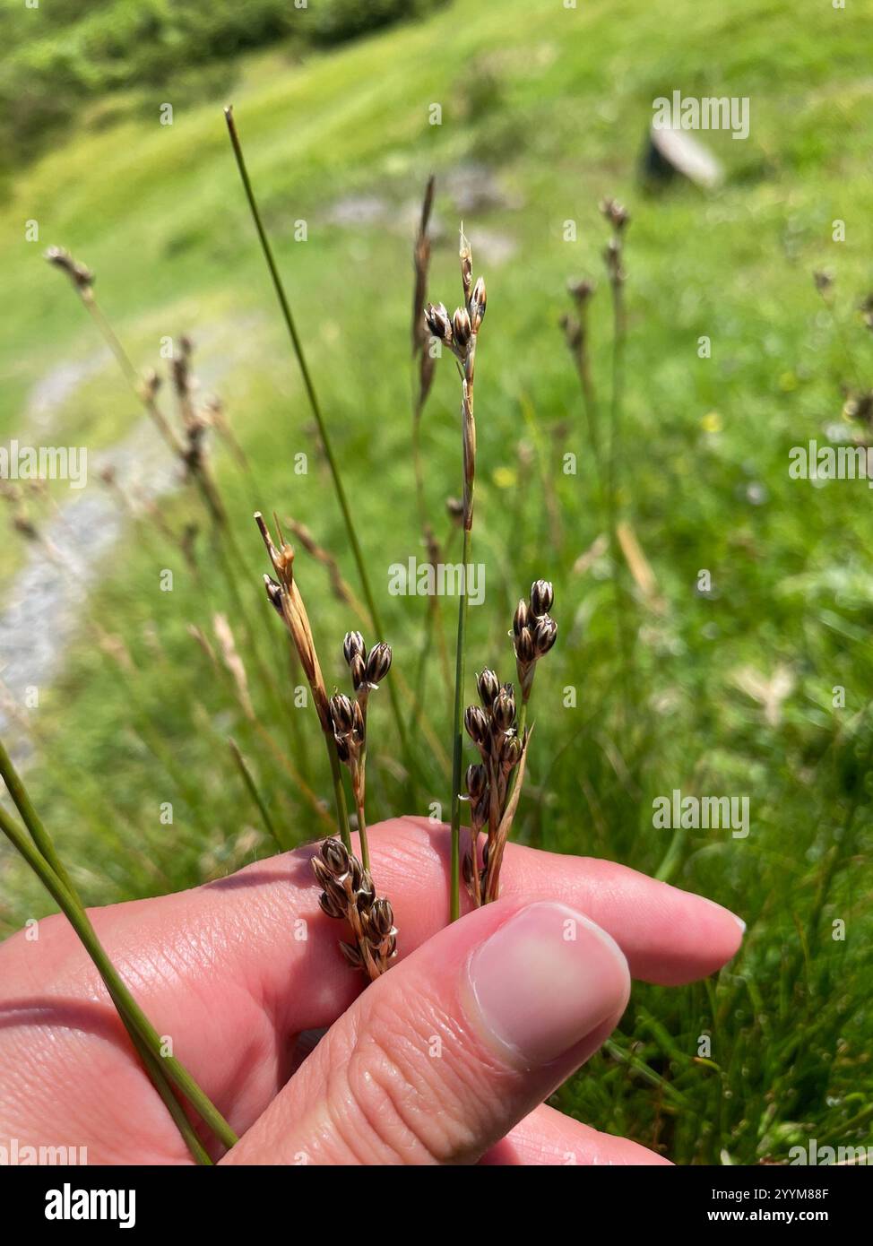 Heath rush juncus squarrosus hi-res stock photography and images - Alamy