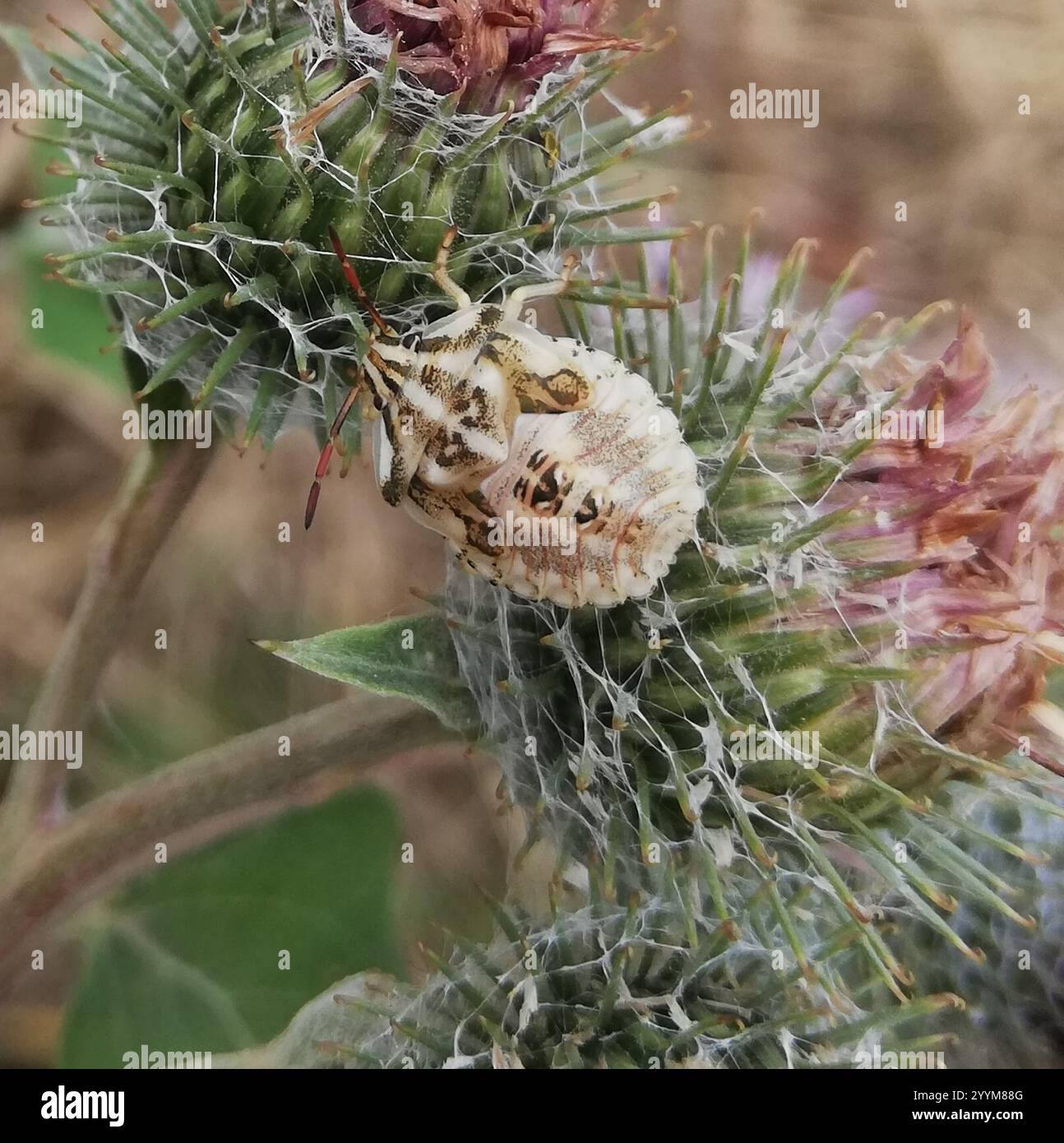 northern fruit bug (Carpocoris fuscispinus Stock Photo - Alamy