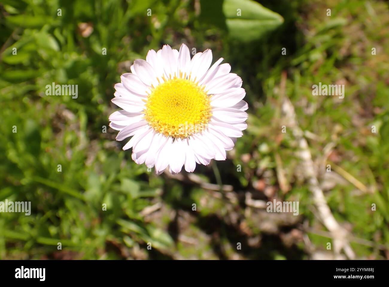 Subalpine Fleabane (Erigeron glacialis glacialis Stock Photo - Alamy