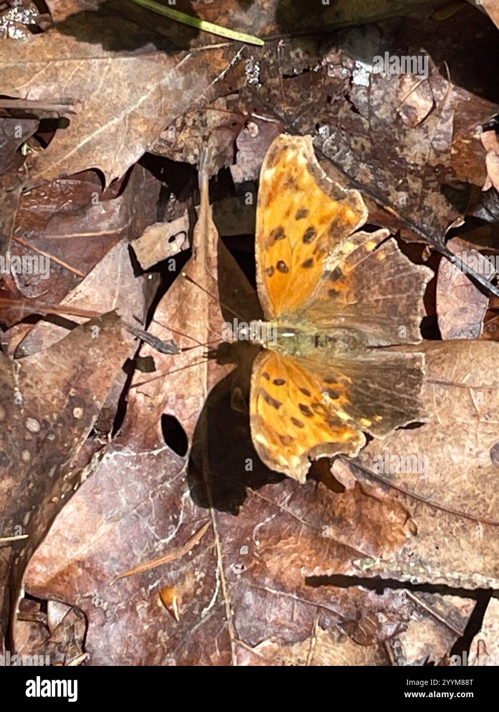 Eastern Comma (Polygonia comma Stock Photo - Alamy