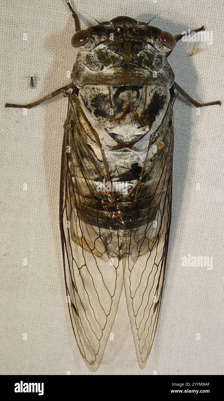 Northern Dusk-singing Cicada (Megatibicen grossa Stock Photo - Alamy