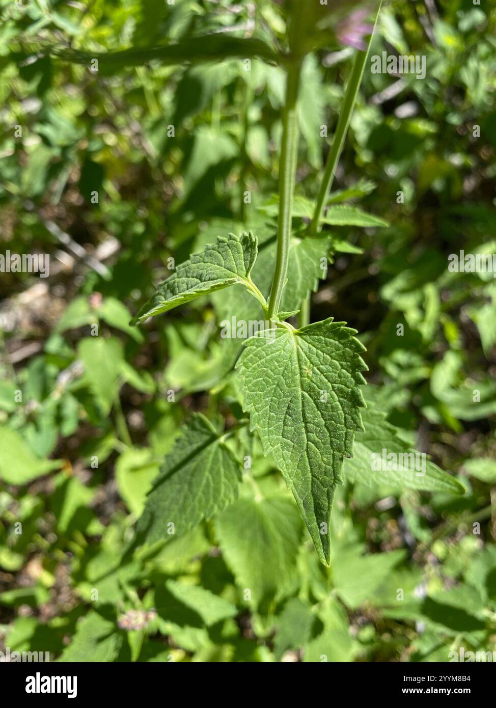 nettle-leaf giant hyssop (Agastache urticifolia Stock Photo - Alamy