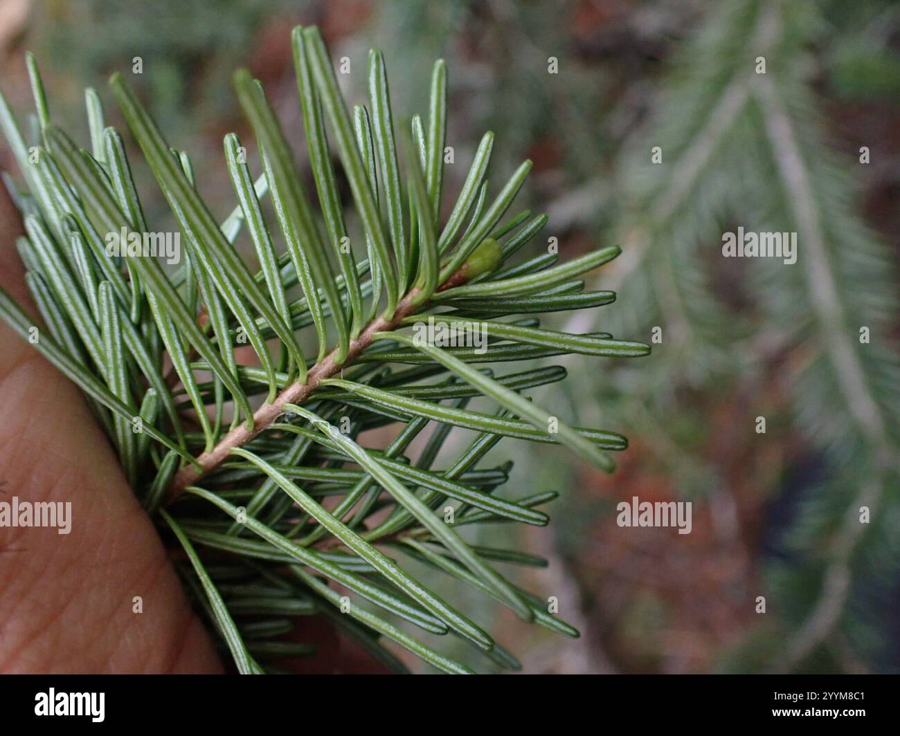 subalpine fir (Abies lasiocarpa Stock Photo - Alamy