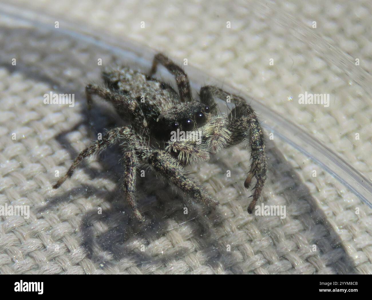 California Flattened Jumping Spider (Platycryptus californicus Stock ...