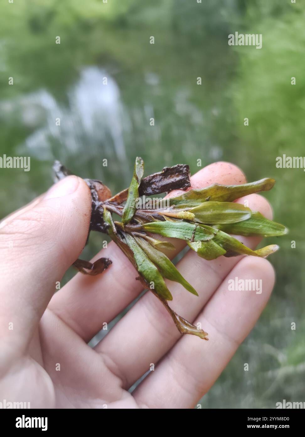 Northern Pondweed (Potamogeton alpinus Stock Photo - Alamy