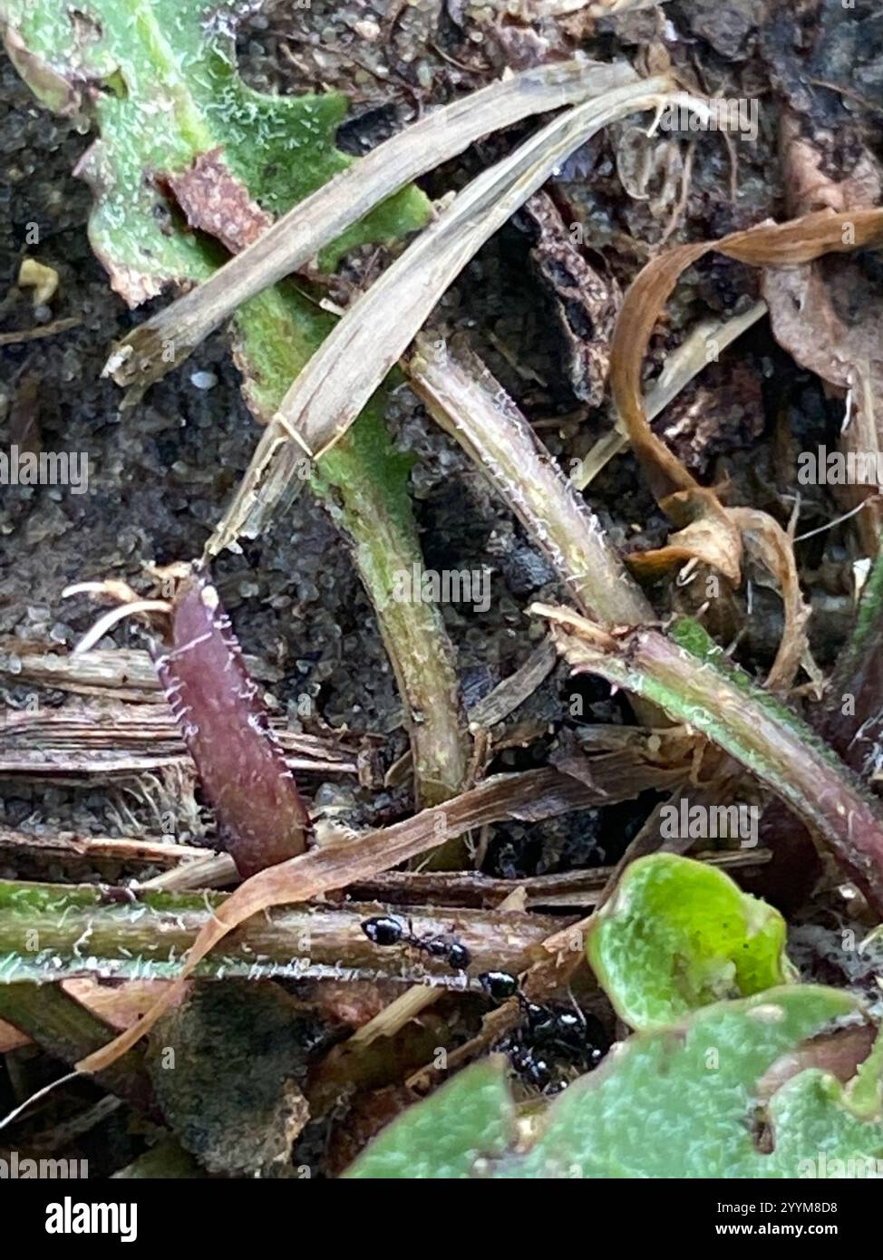 Common Trailing Ant (Monomorium minimum Stock Photo - Alamy