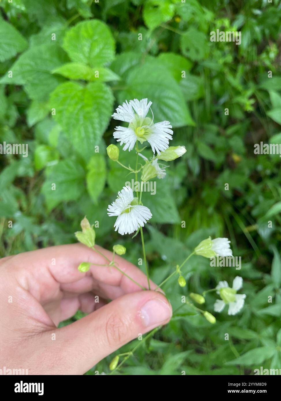 starry campion (Silene stellata Stock Photo - Alamy