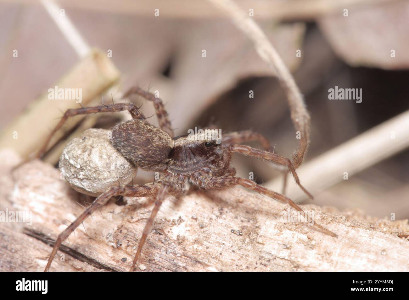 Thin-legged Wolf Spiders (Pardosa Stock Photo - Alamy