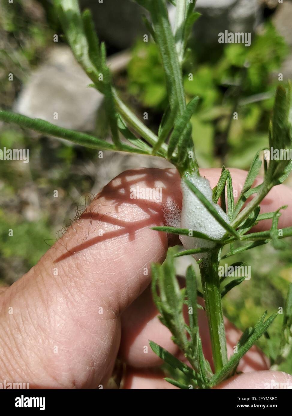 True Spittlebugs (Aphrophoridae Stock Photo - Alamy