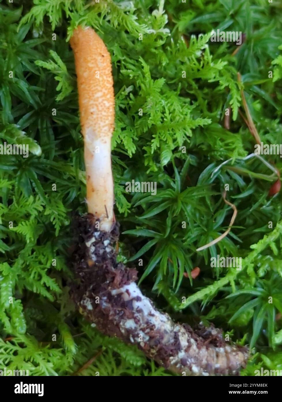 Scarlet Caterpillar Club (Cordyceps militaris Stock Photo - Alamy