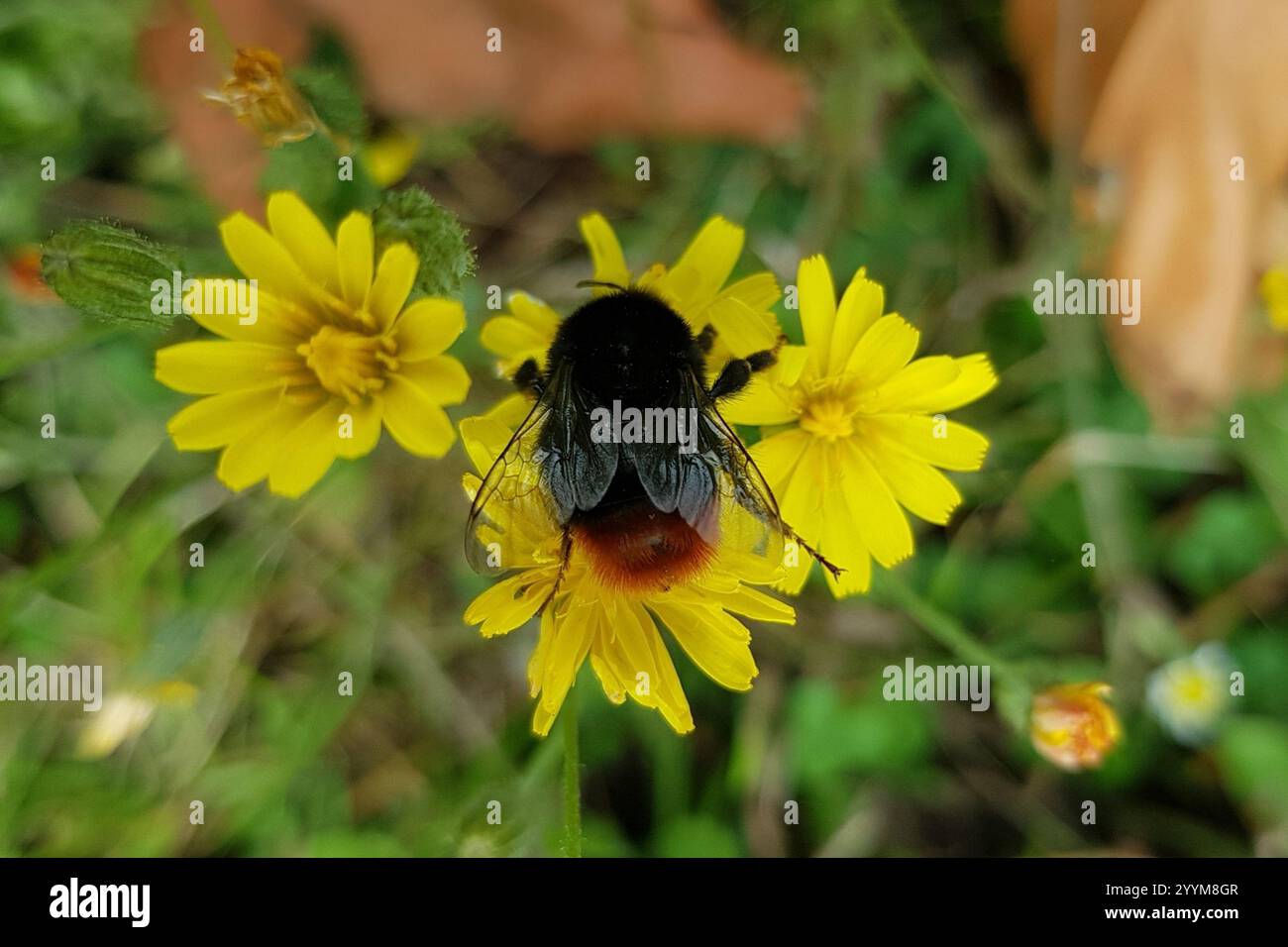 Red-tailed Bumble Bee (Bombus lapidarius Stock Photo - Alamy