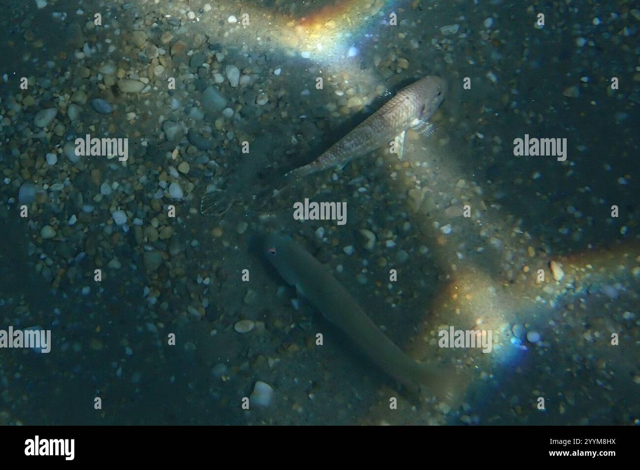 Novacula hi-res stock photography and images - Alamy