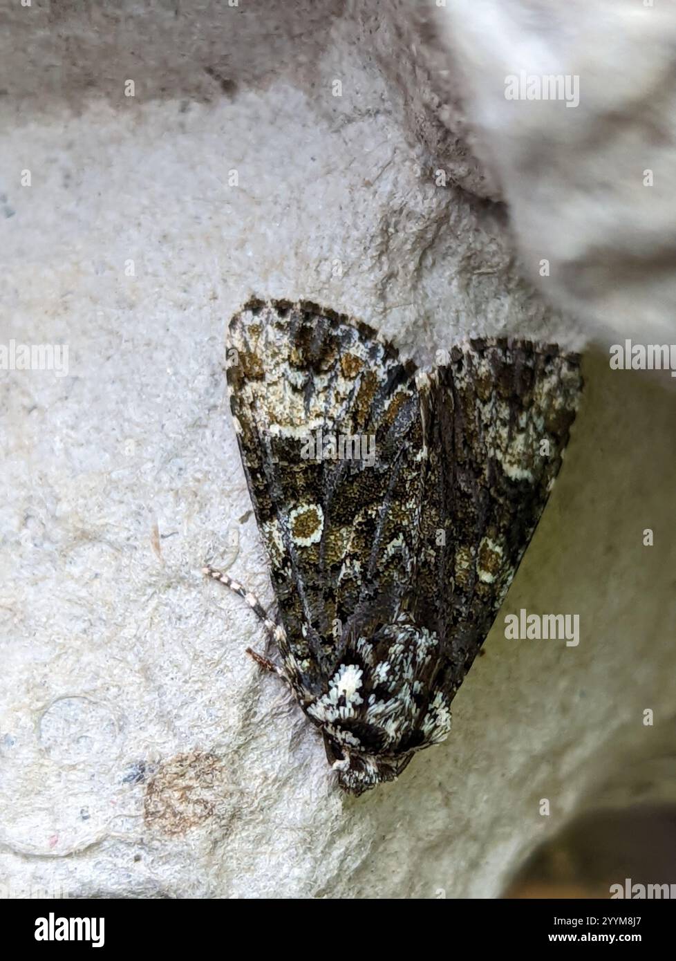 Coronet (Craniophora ligustri Stock Photo - Alamy