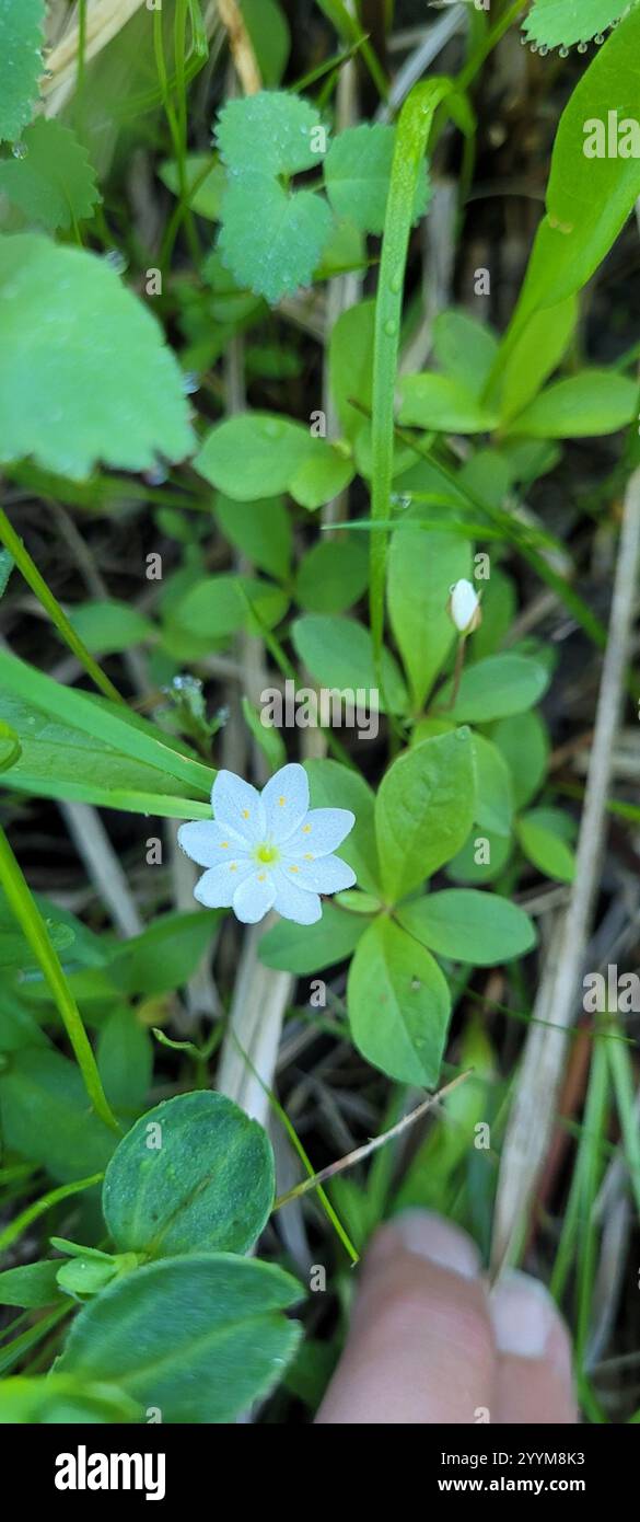 Arctic Starflower (Lysimachia europaea Stock Photo - Alamy