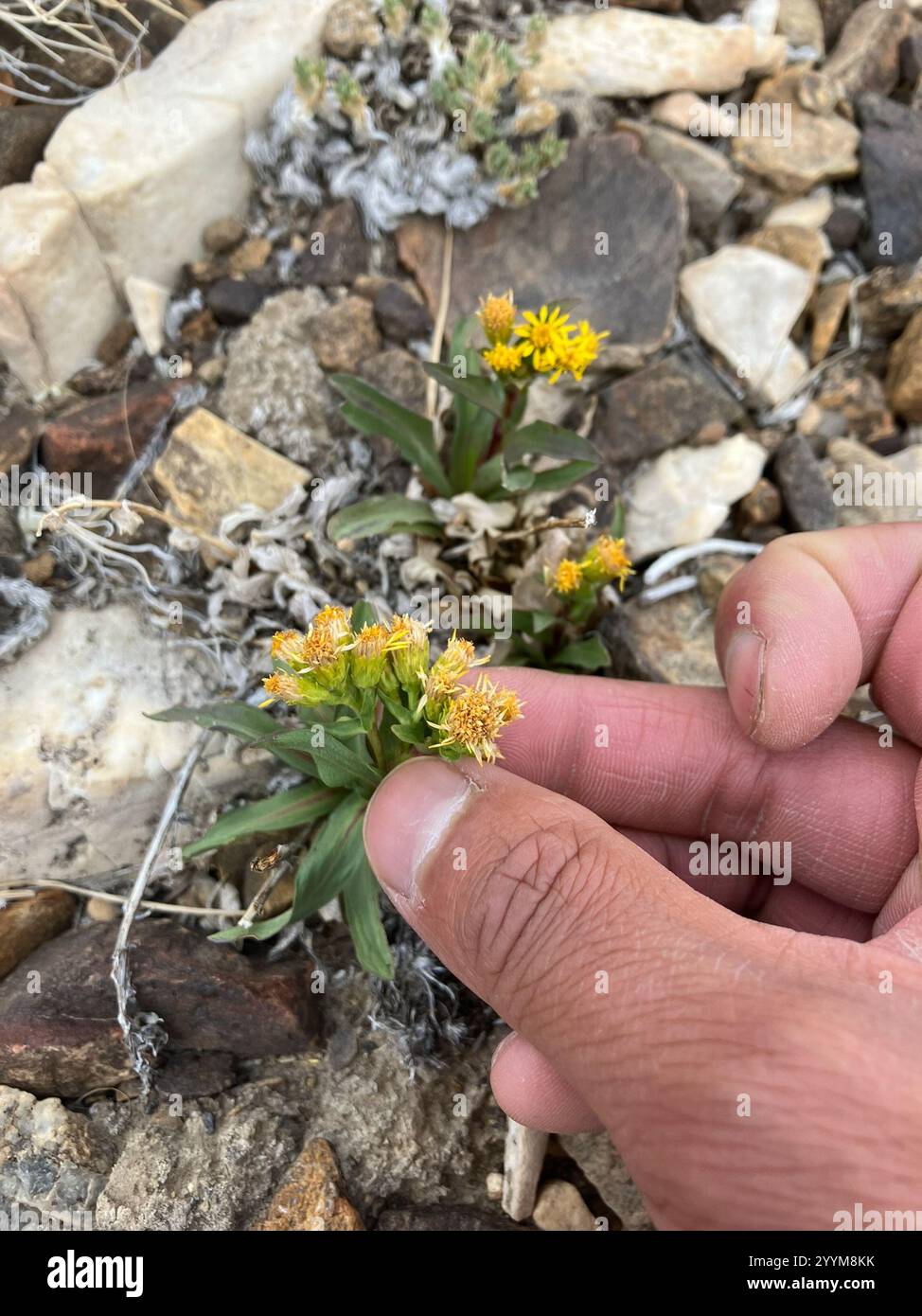 northern goldenrod (Solidago multiradiata Stock Photo - Alamy