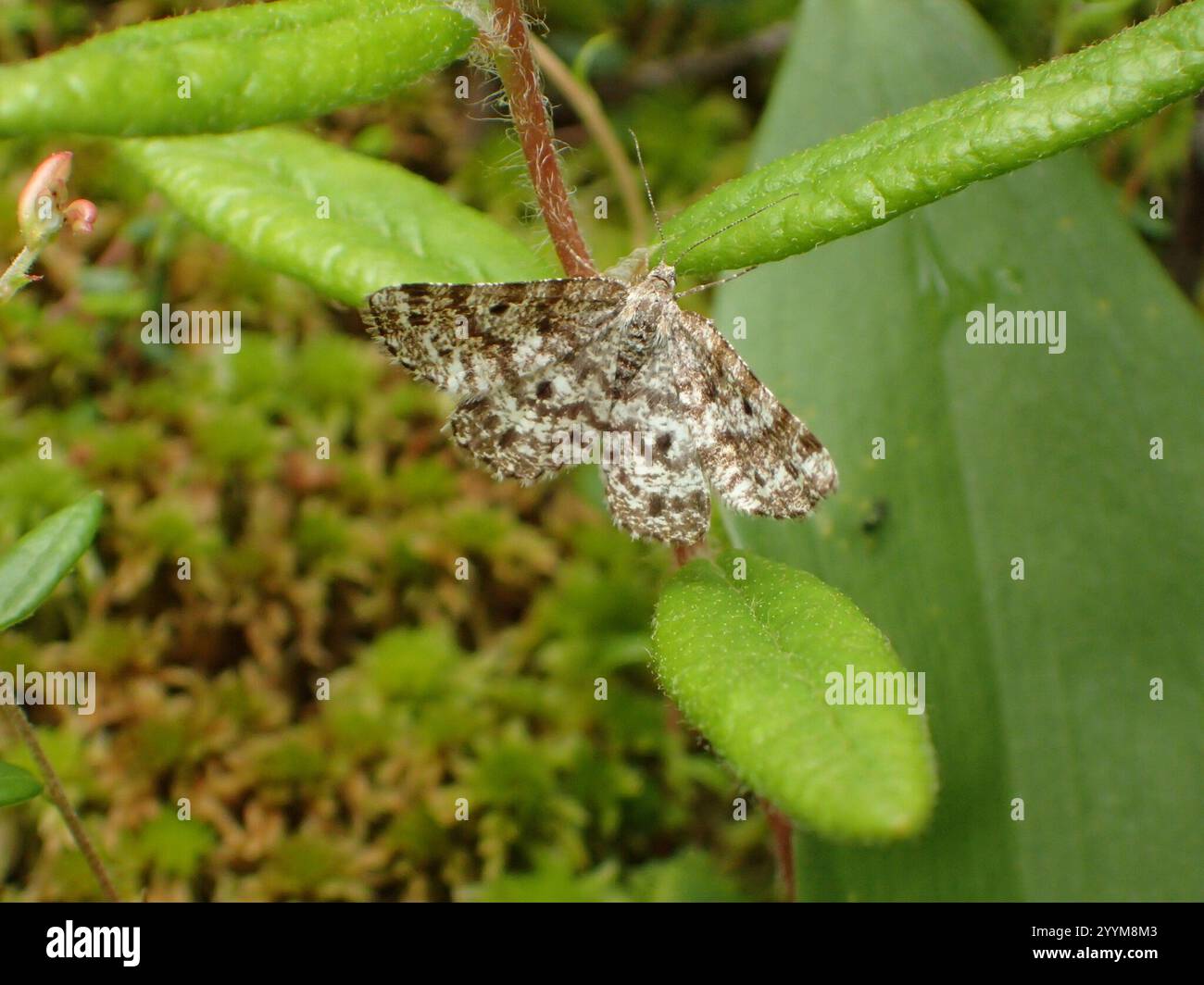 Sharp-lined Powder Moth (Eufidonia discospilata Stock Photo - Alamy