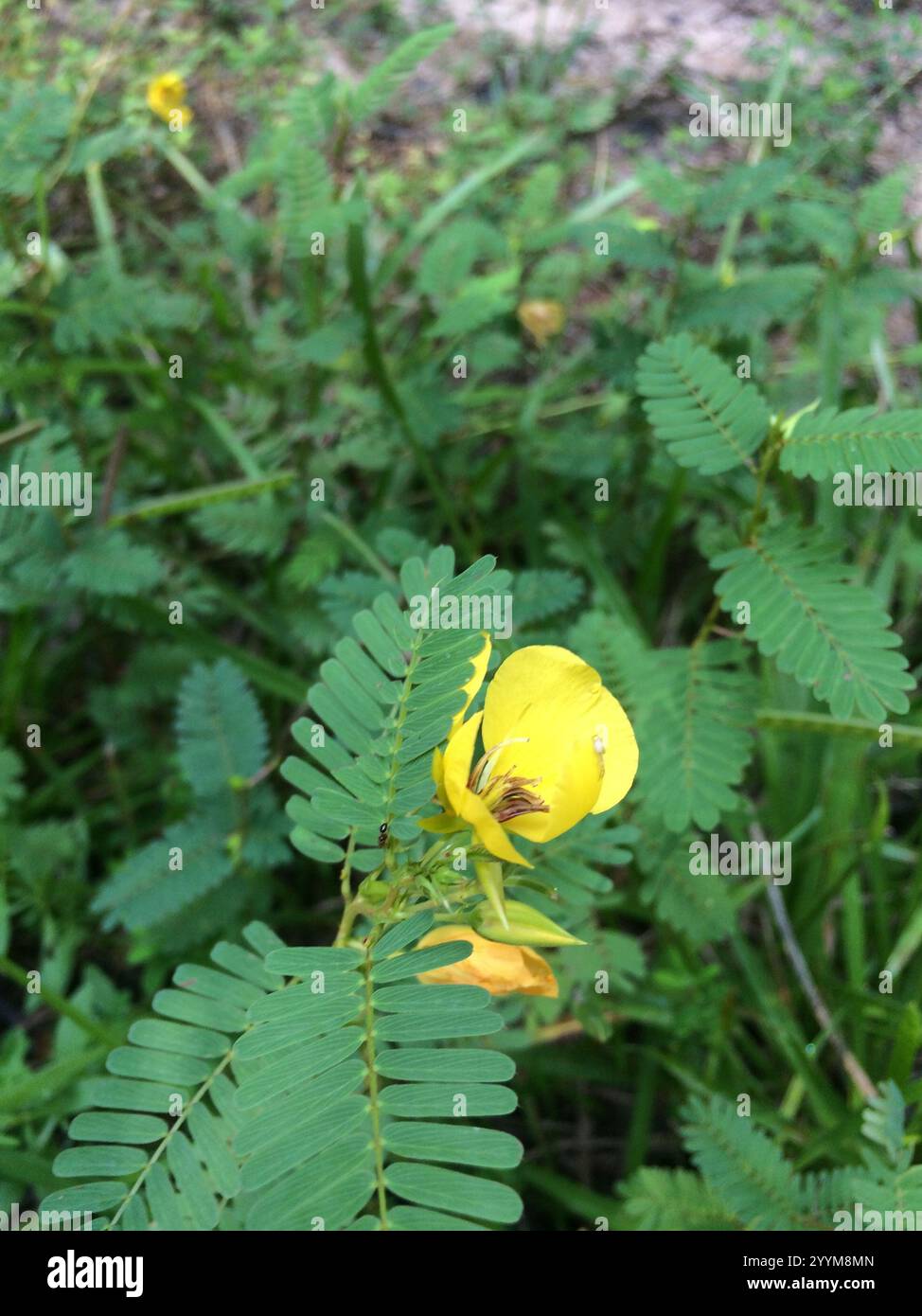 sensitive and partridge peas (Chamaecrista Stock Photo - Alamy