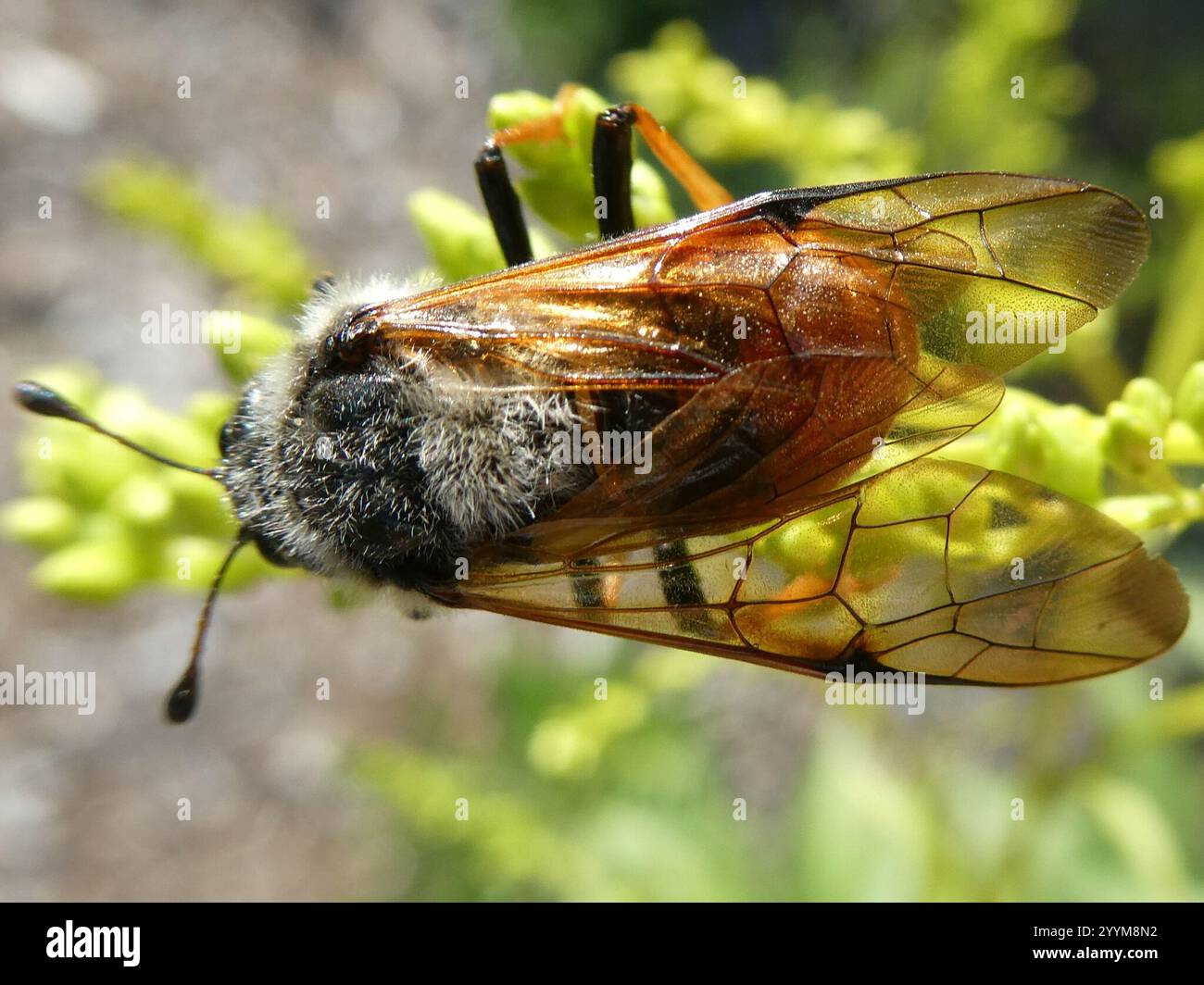 Giant Birch Sawfly (Trichiosoma triangulum Stock Photo - Alamy
