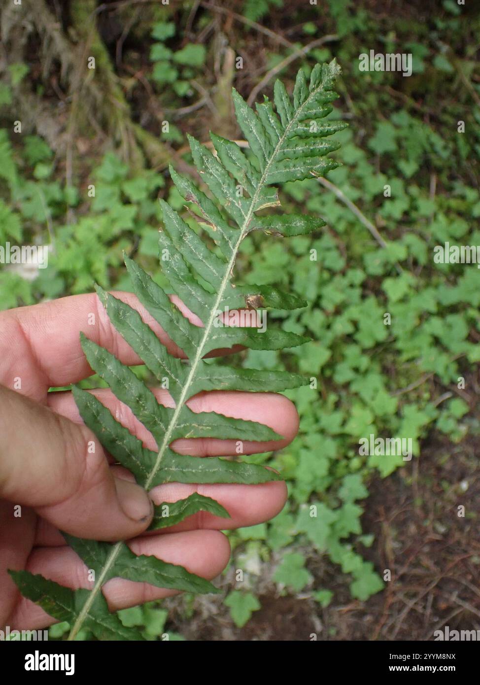licorice fern (Polypodium glycyrrhiza Stock Photo - Alamy