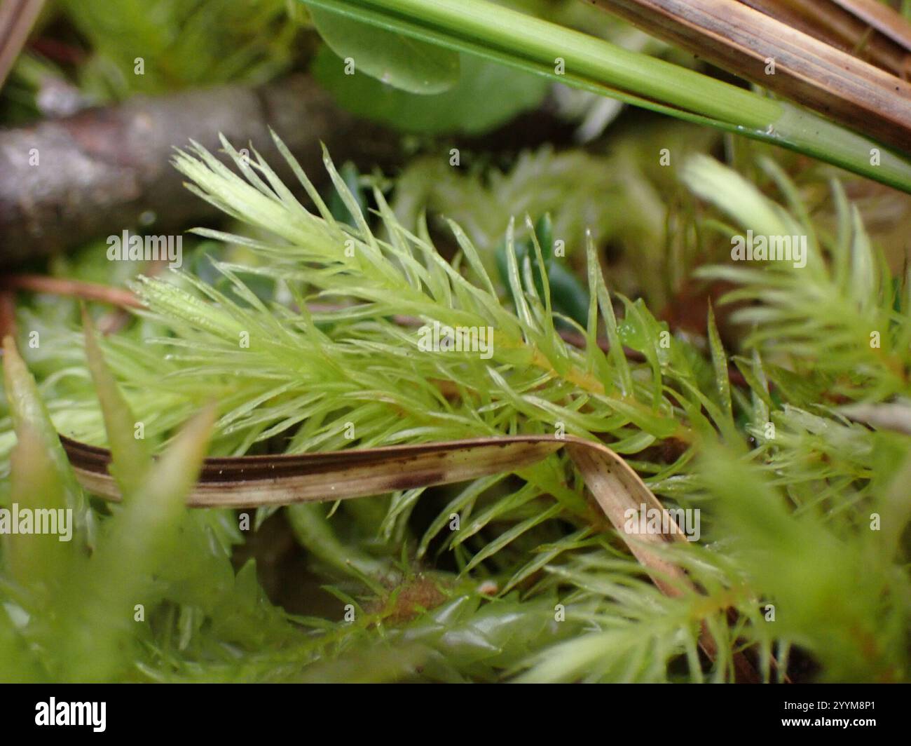 ribbed bog moss (Aulacomnium palustre Stock Photo - Alamy