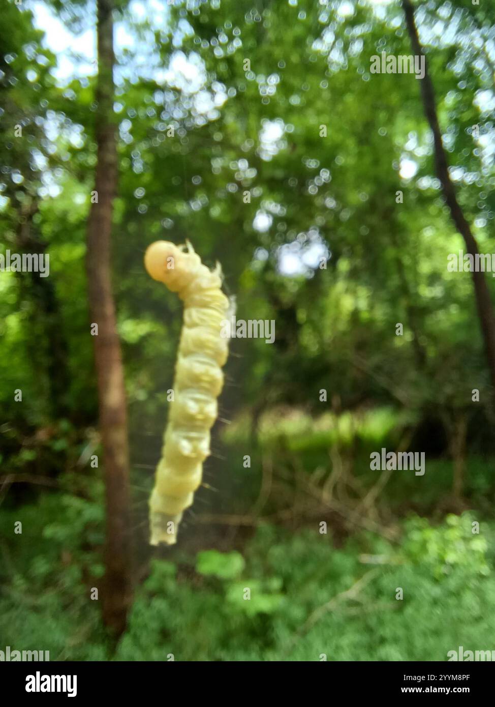 Tortricid Leafroller Moths and Allies (Tortricoidea Stock Photo - Alamy