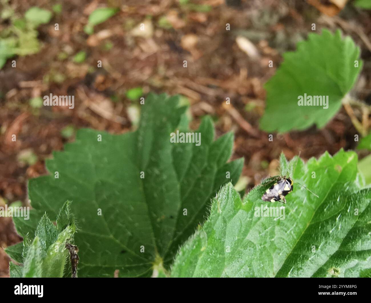 Three Spotted Nettle Bug (Liocoris tripustulatus Stock Photo - Alamy