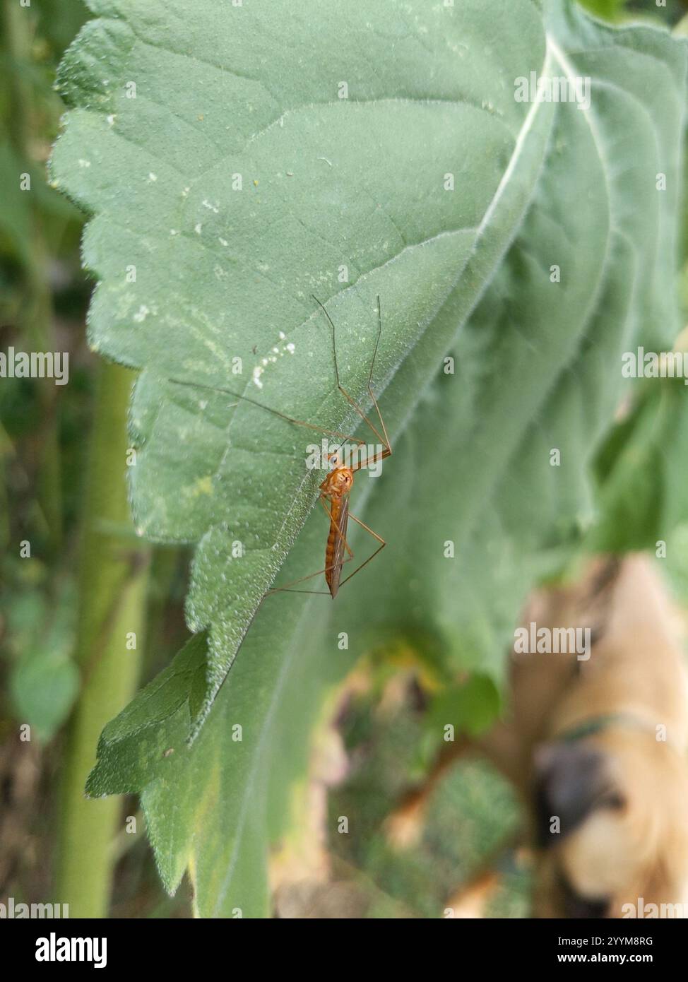 Nephrotoma ferruginea hi-res stock photography and images - Alamy