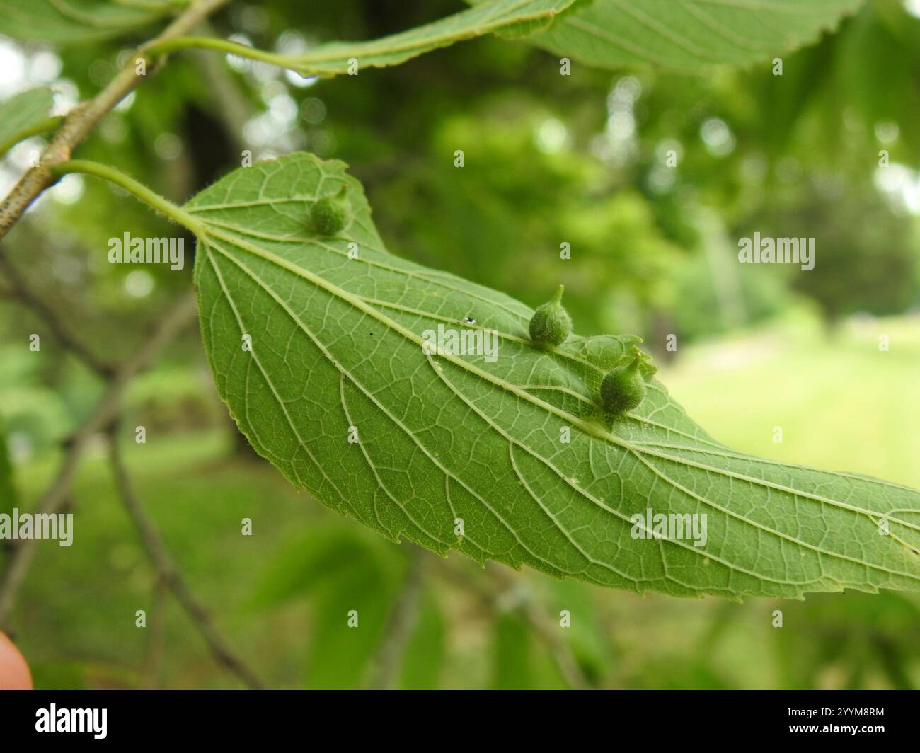 Hackberry Tenpin Gall Midge (Celticecis ovata Stock Photo - Alamy