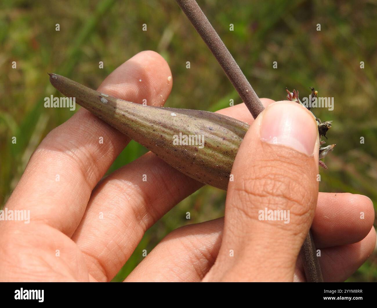 green comet milkweed (Asclepias viridiflora Stock Photo - Alamy