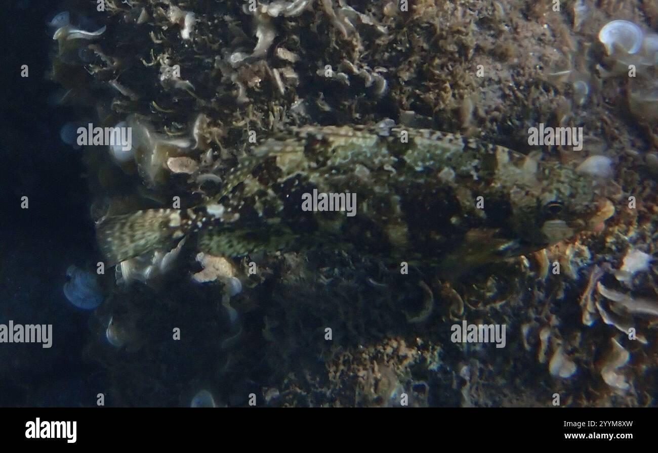 Dusky Spinefoot (Siganus luridus Stock Photo - Alamy