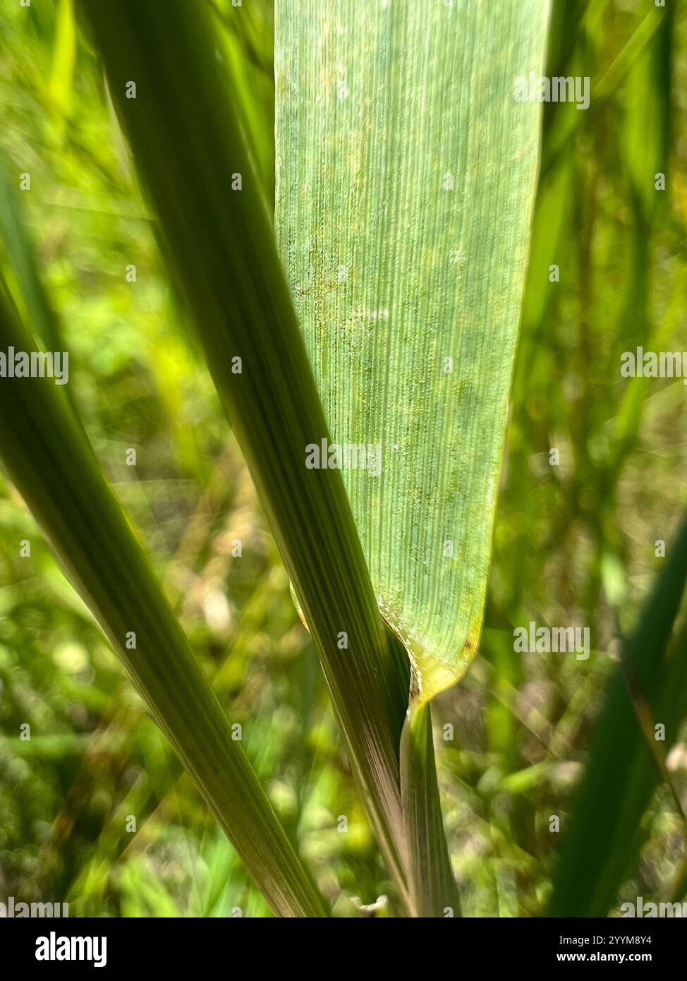 Smooth Brome (Bromus inermis Stock Photo - Alamy
