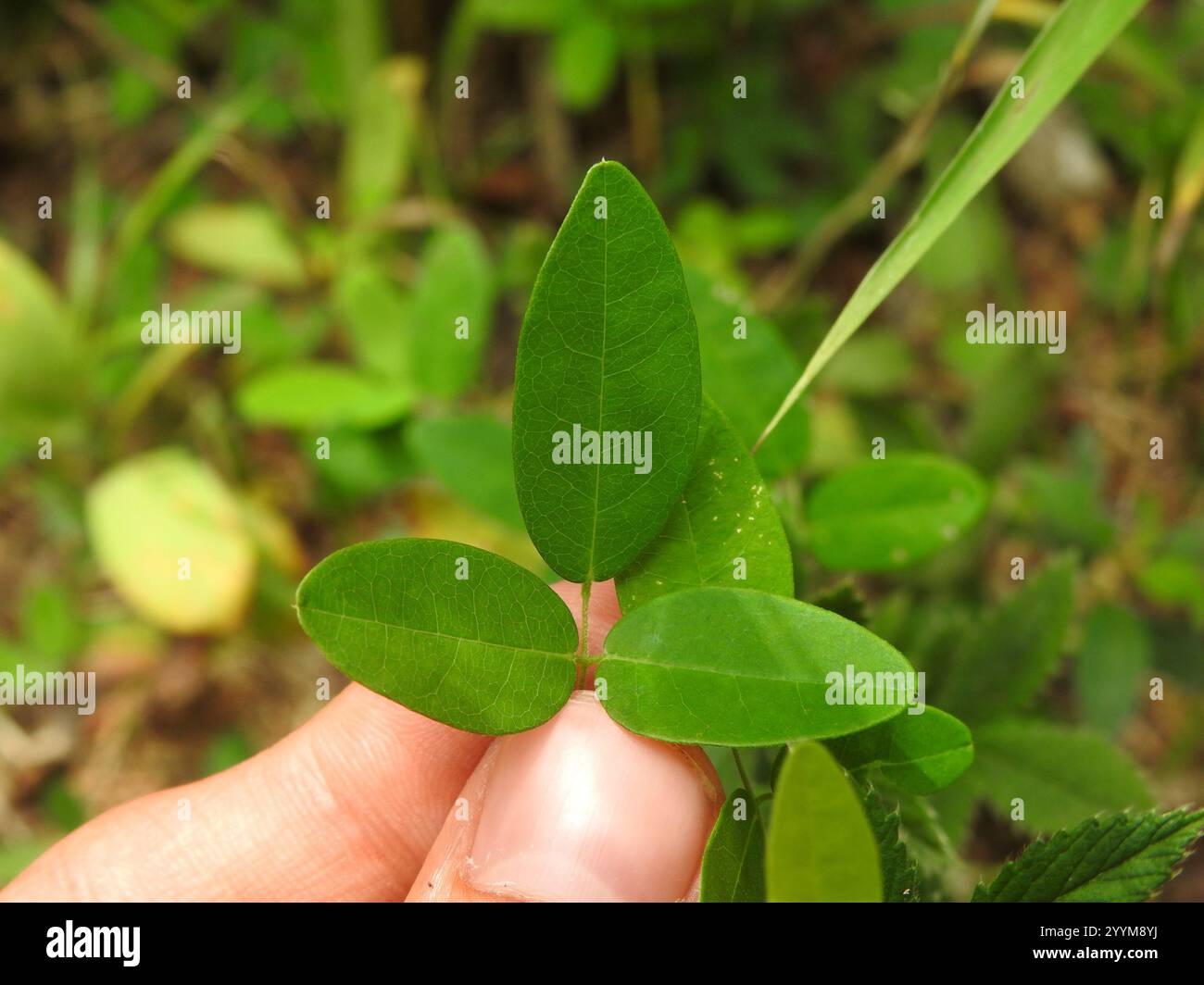 eastern milk-pea (Galactia regularis Stock Photo - Alamy