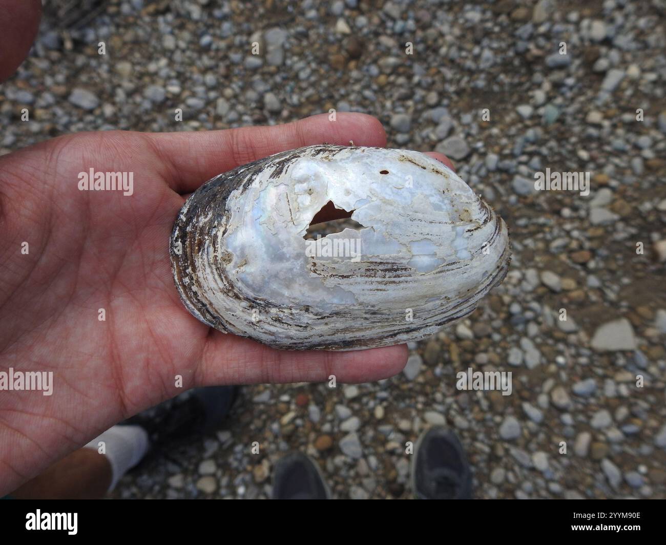 Fragile Papershell (Potamilus fragilis Stock Photo - Alamy