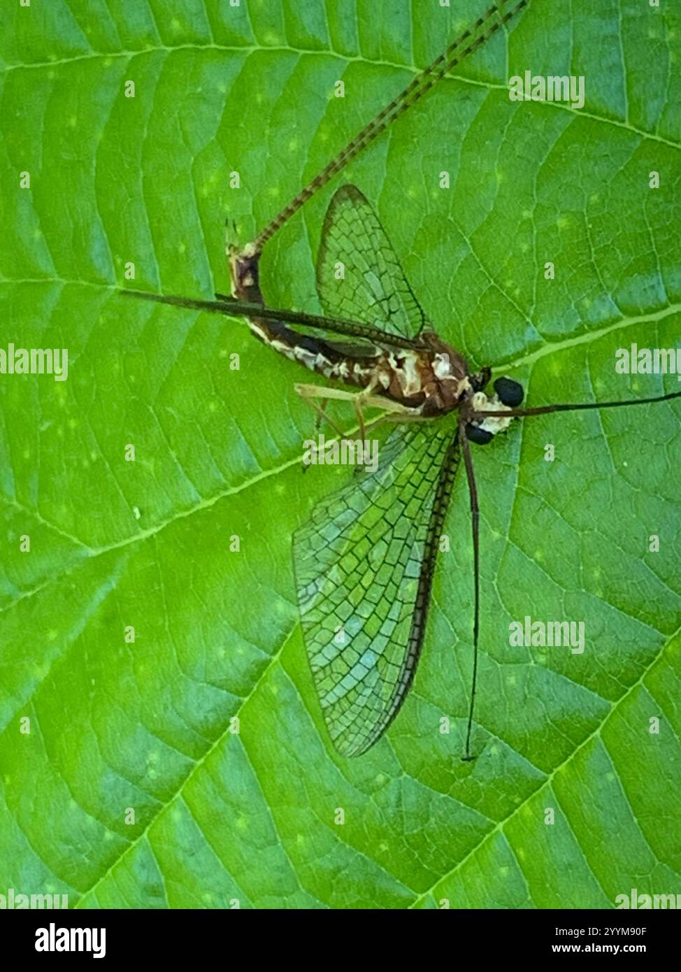 Giant mayfly hexagenia limbata hi-res stock photography and images - Alamy