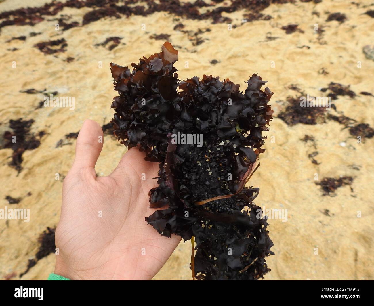 seagrass laver (Smithora naiadum Stock Photo - Alamy