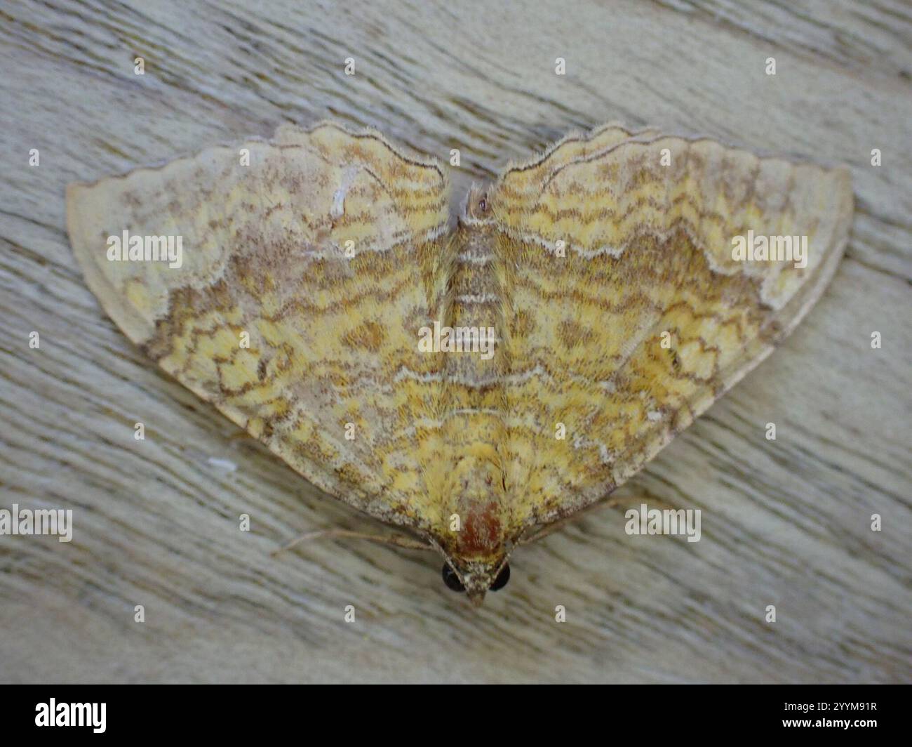 Yellow Shell Moth (Camptogramma bilineata Stock Photo - Alamy