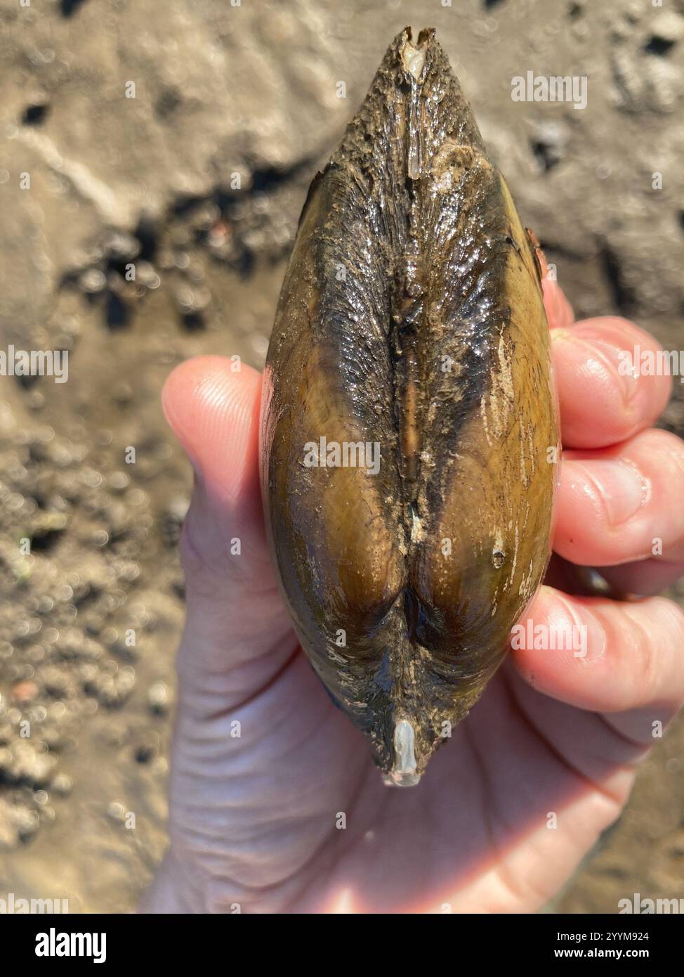 Yellow Sandshell (Lampsilis teres Stock Photo - Alamy