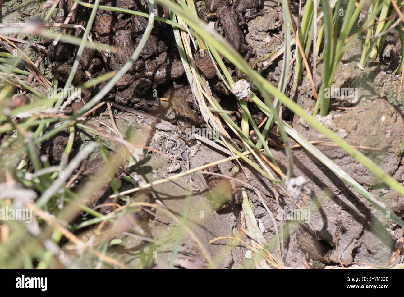 Western Toad (Anaxyrus boreas Stock Photo - Alamy
