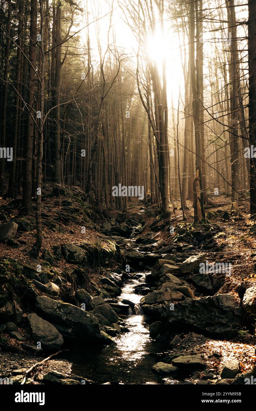 The bright sun is shining beautifully through the lush trees in the ...