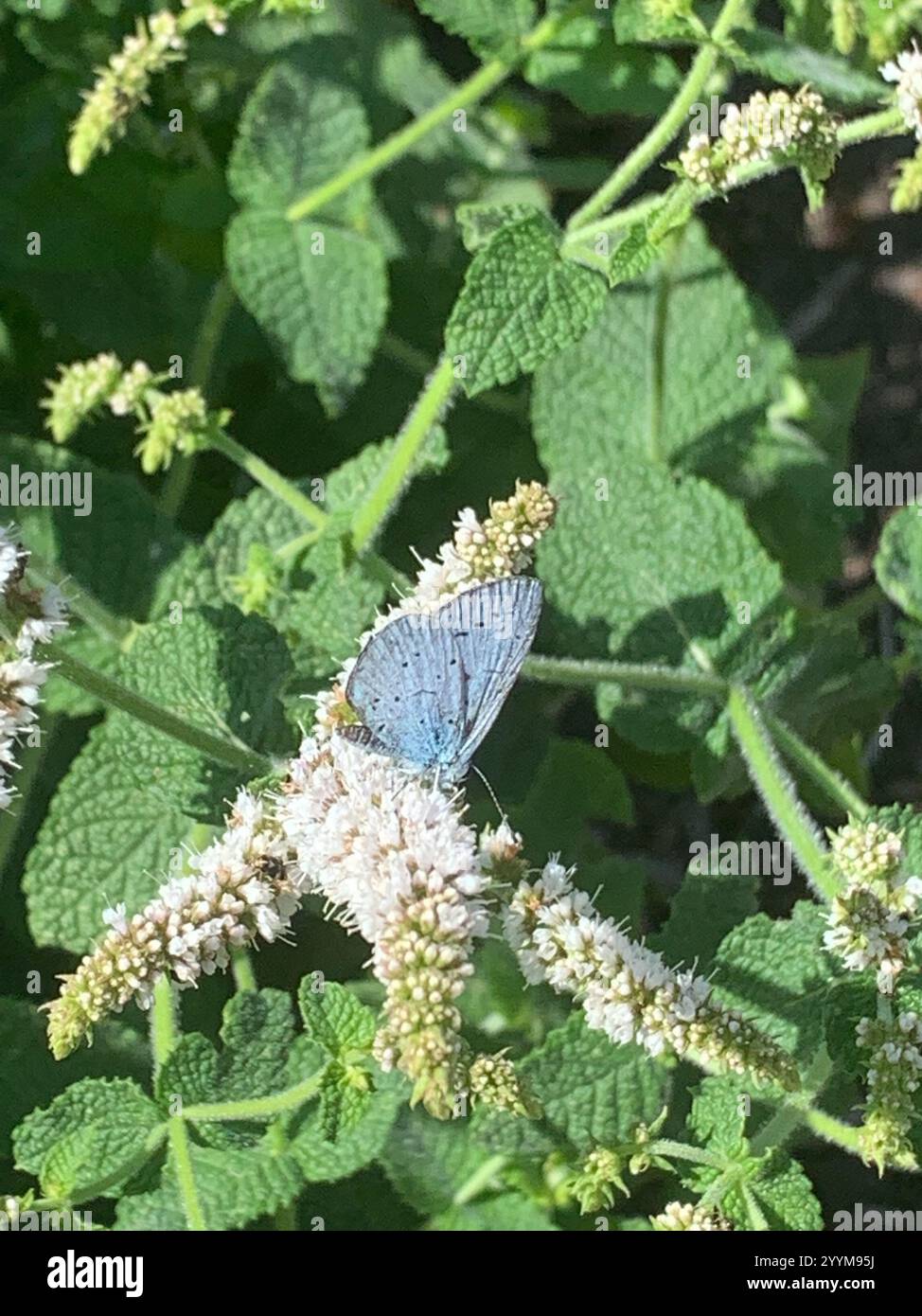 Holly Blue (Celastrina argiolus Stock Photo - Alamy