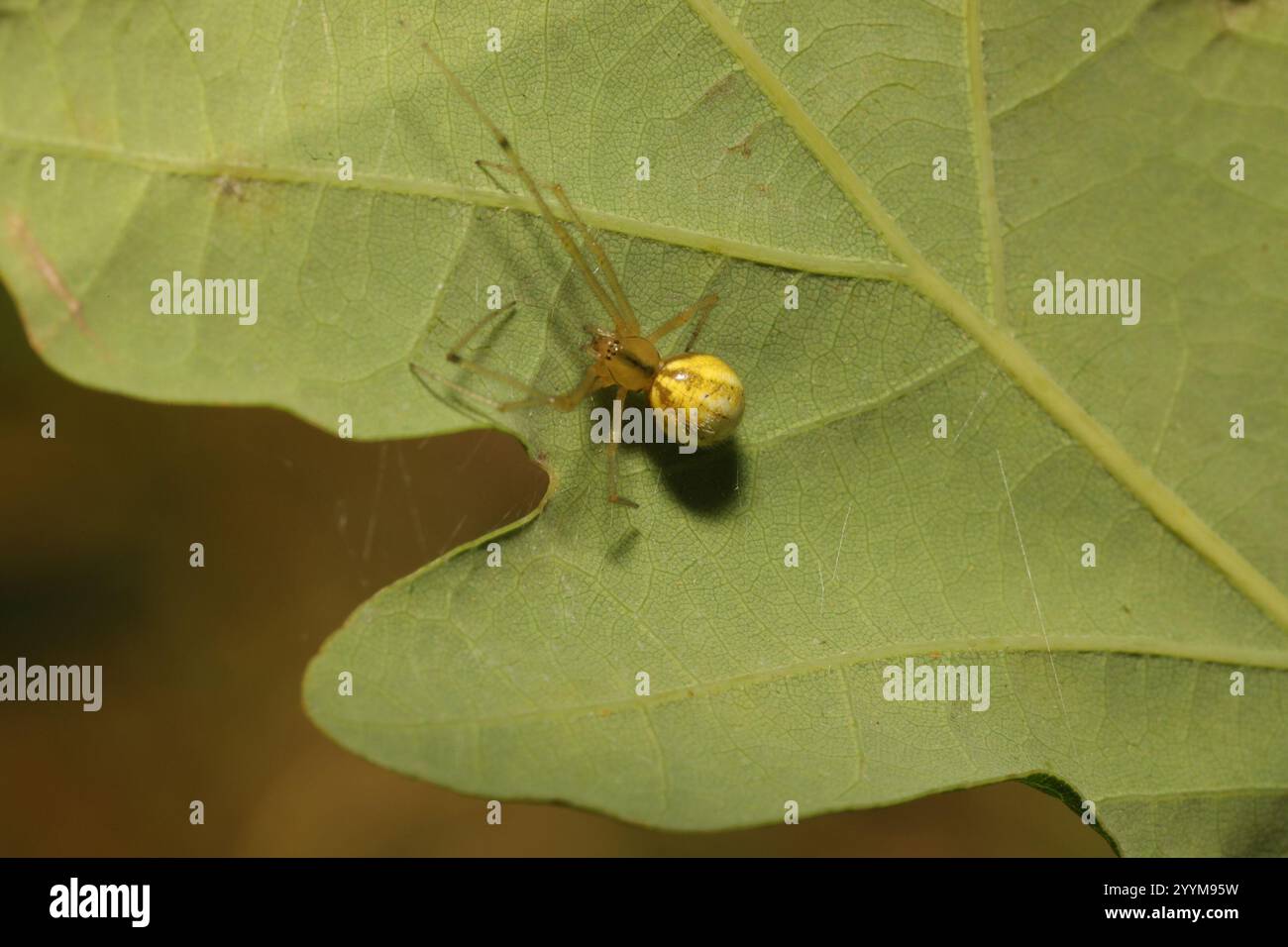 Common candy-striped spider (Enoplognatha ovata Stock Photo - Alamy