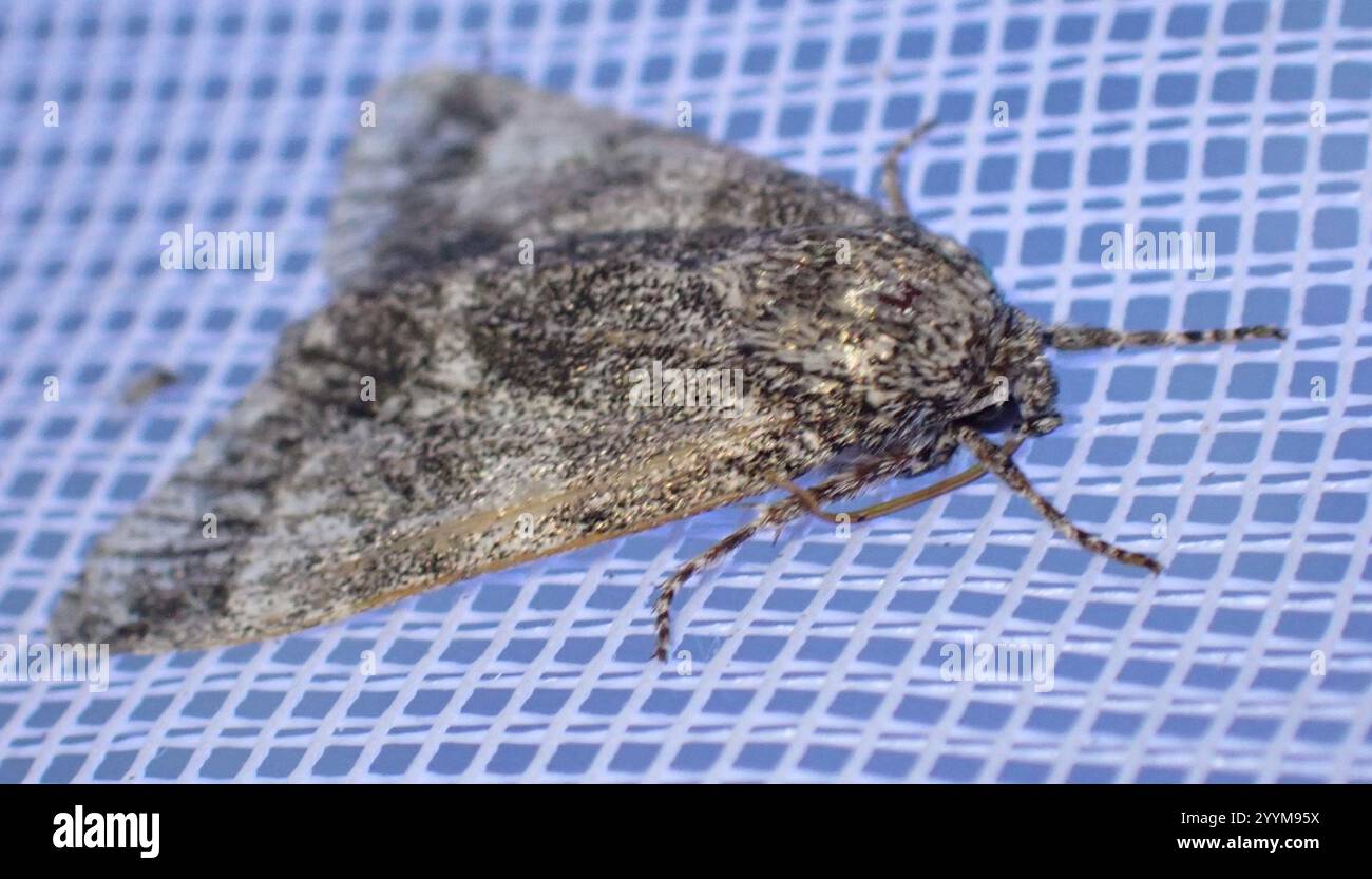 Poplar Grey (Acronicta megacephala Stock Photo - Alamy