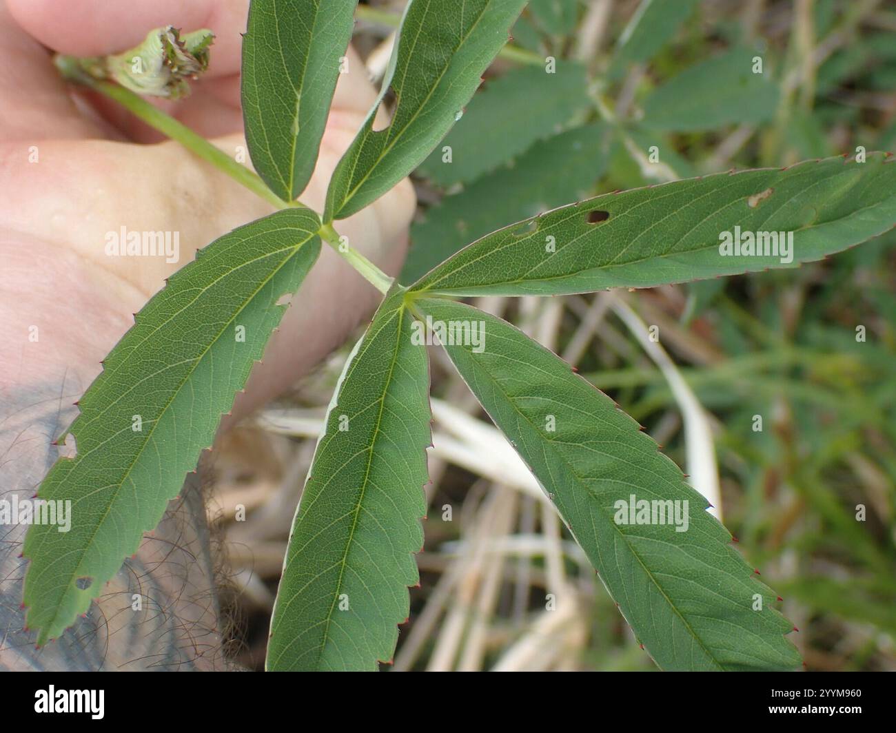 marsh cinquefoil (Comarum palustre Stock Photo - Alamy