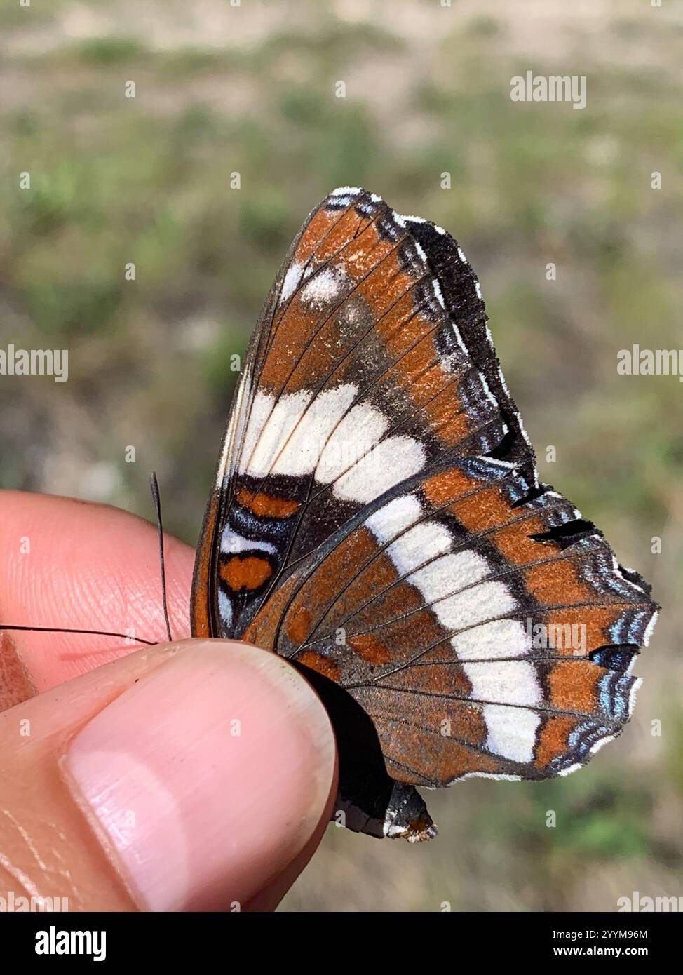 Western White Admiral (Limenitis arthemis rubrofasciata Stock Photo - Alamy