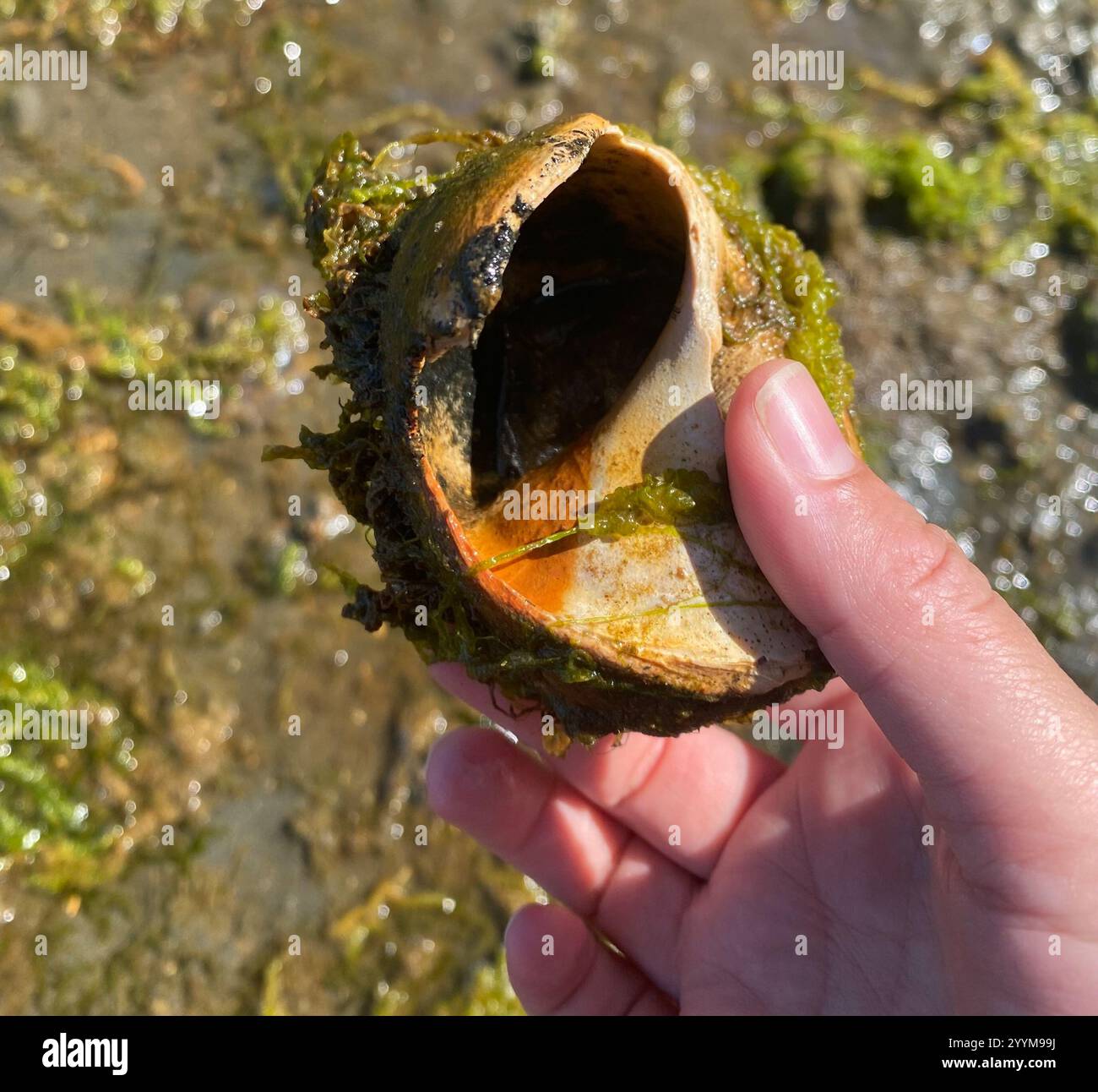 Lewis's Moon Snail (Neverita lewisii Stock Photo - Alamy