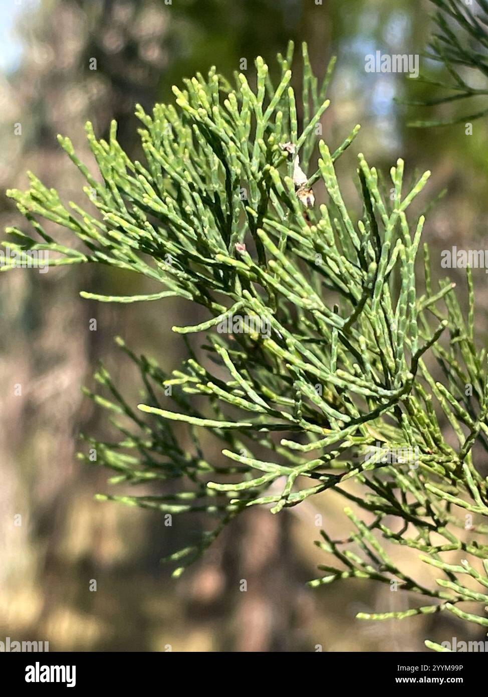 black cypress-pine (Callitris endlicheri Stock Photo - Alamy