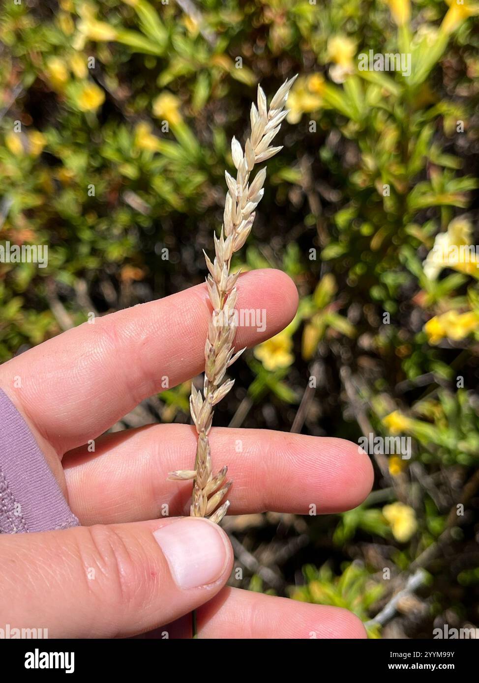smallflower melicgrass (Melica imperfecta Stock Photo - Alamy