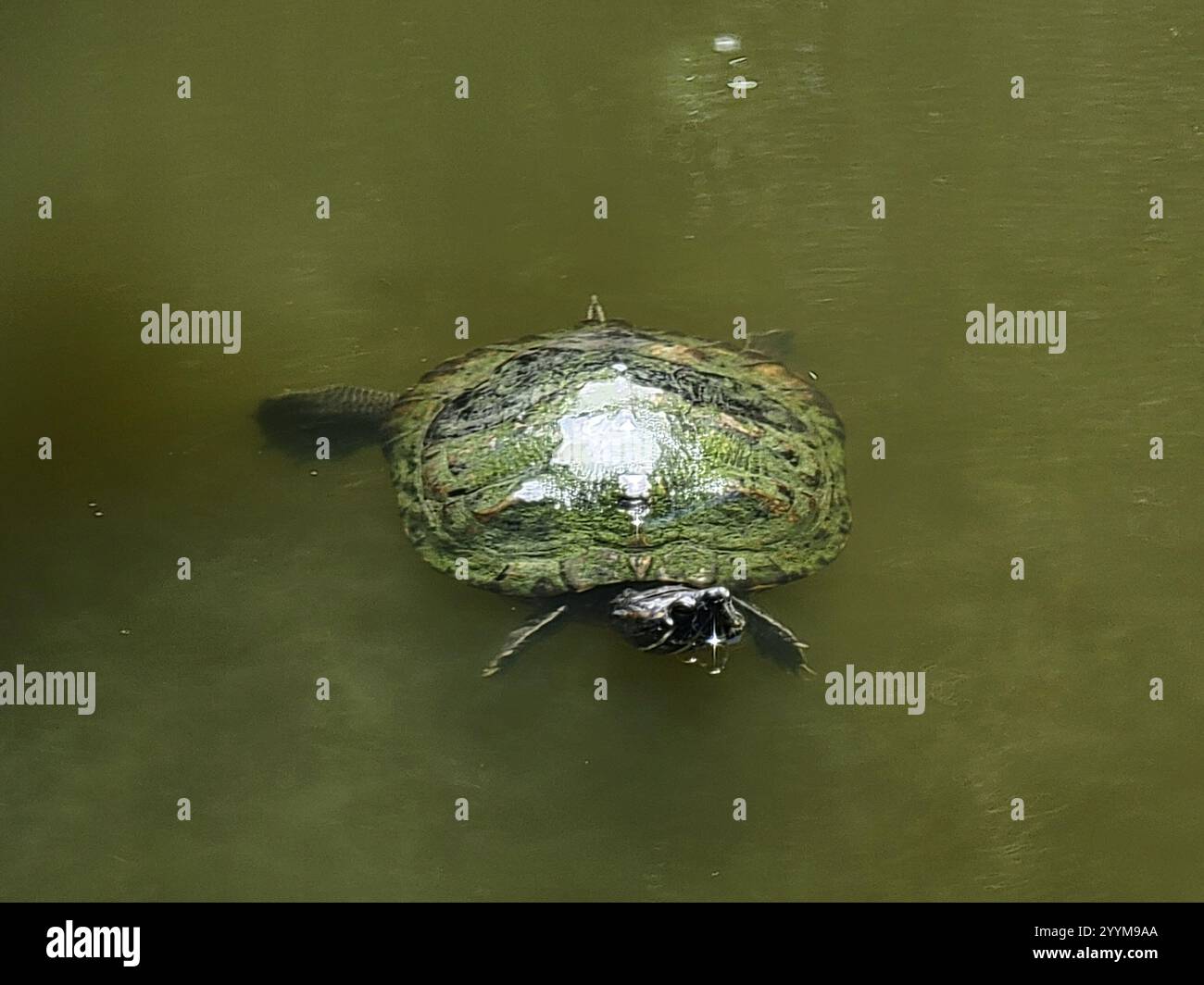 Pond Slider (Trachemys scripta Stock Photo - Alamy